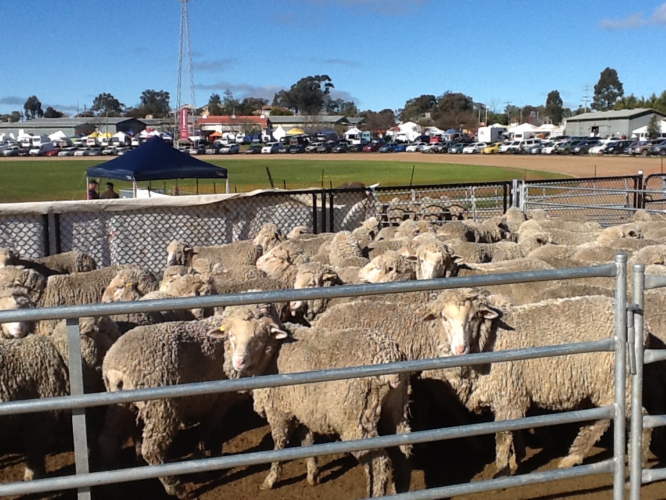A Trip to the Australian Sheep and Wool Show – Felting and Fiber Studio