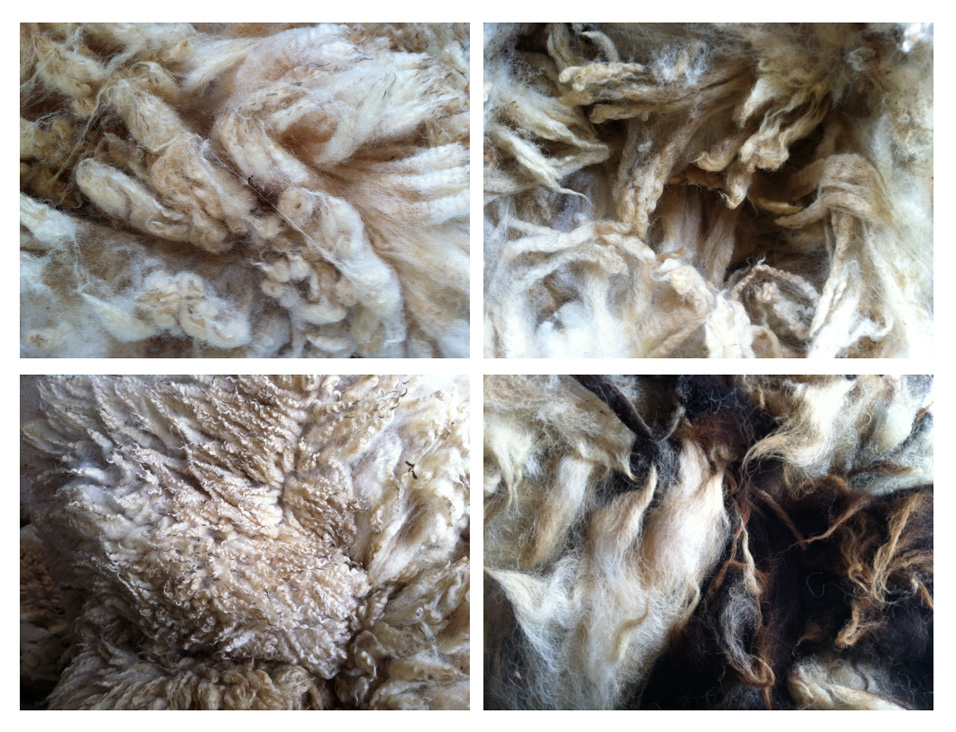 comp of raw wool – Felting and Fiber Studio