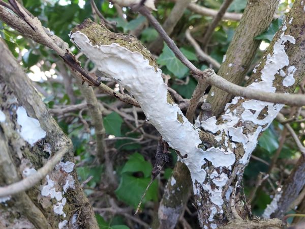 Lichen – Part 2 – Continued experiments put to work! – Felting and ...