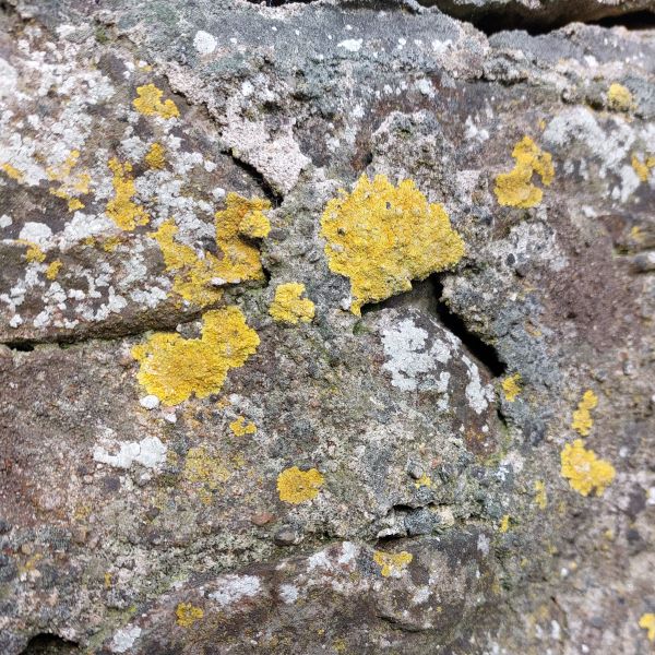 Lichen – Part 2 – Continued experiments put to work! – Felting and ...