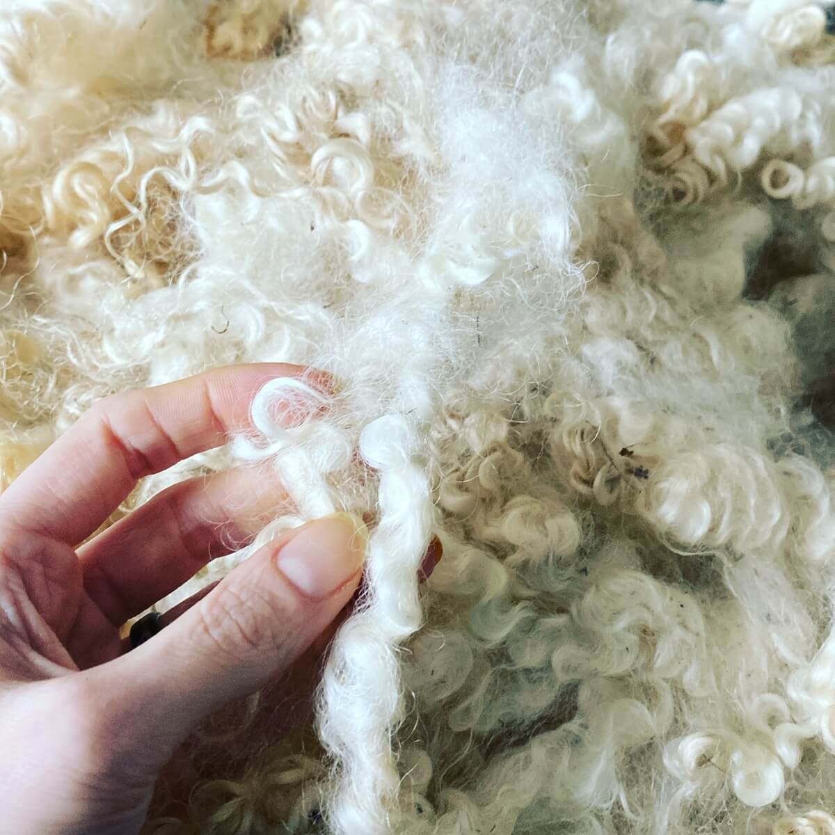 washed-leicester-longwool-eleanor-shadow – Felting and Fiber Studio