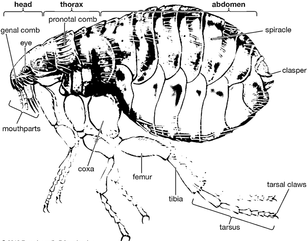Flea drawing – Felting and Fiber Studio