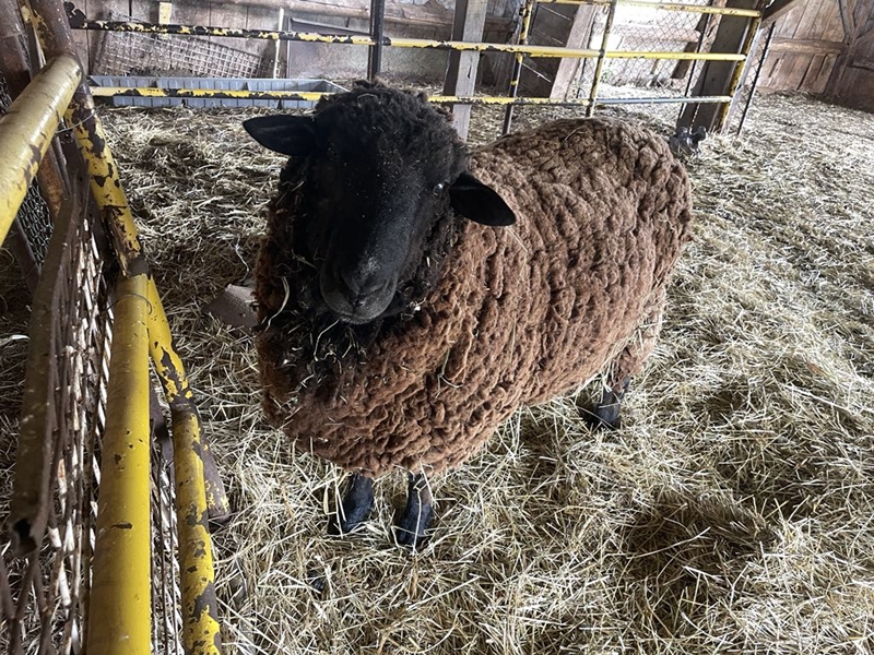 Lambs, Flowers, Some Finds and Taking Pictures. – Felting and Fiber Studio